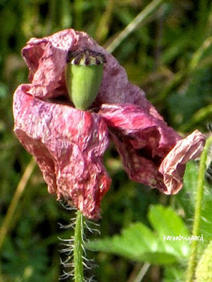 Karen`s Nature Photography: Wilting Poppy with Green Seedhead.
