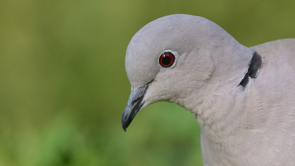 Outdoor Photography: Turkse Tortel
