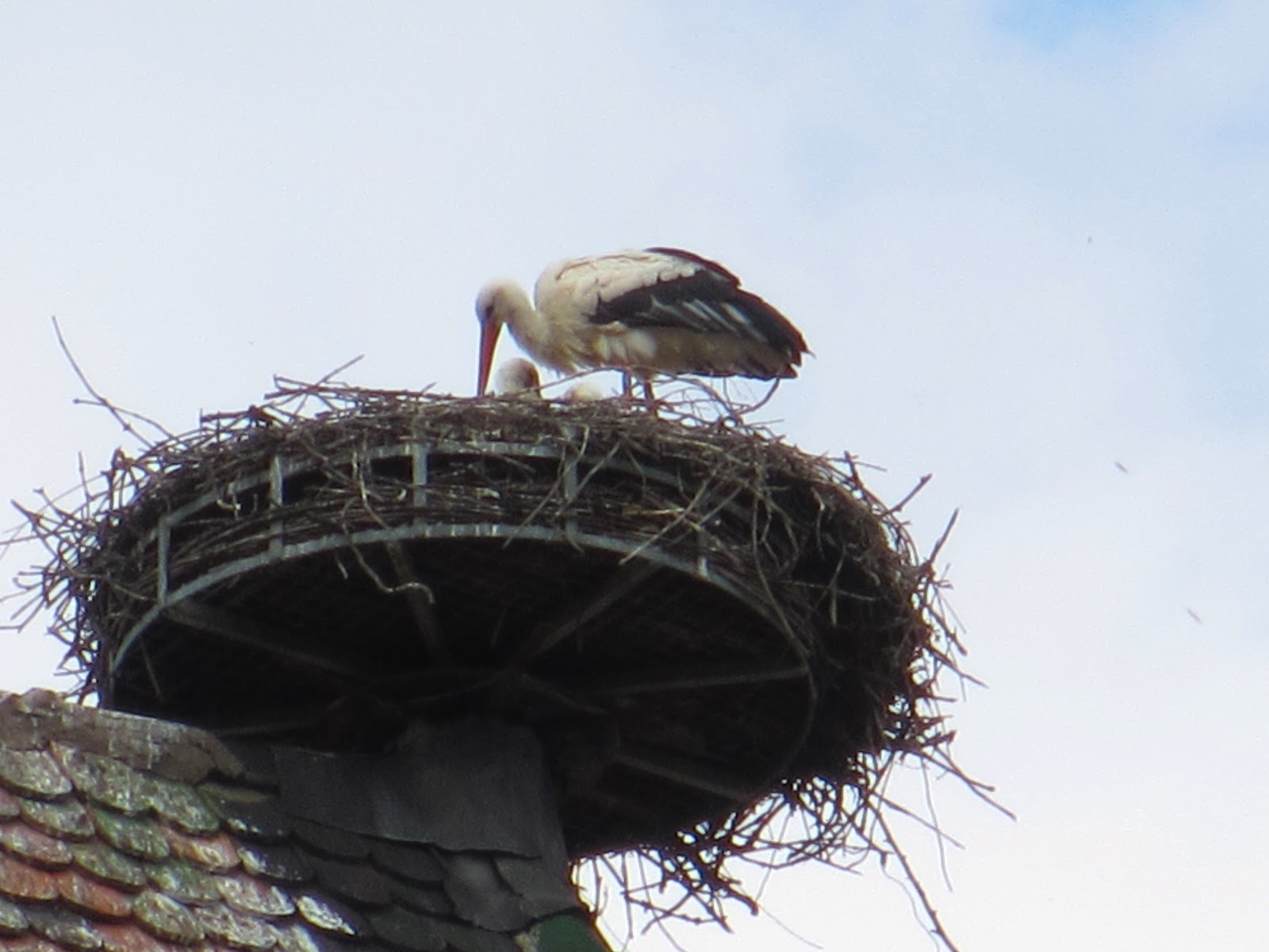 Cannundrums: White Stork
