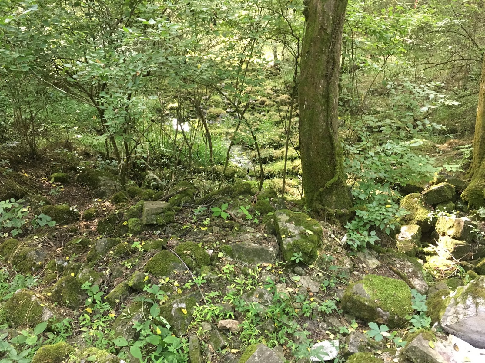 Tennessee Classical Road Trip: Castalian Springs