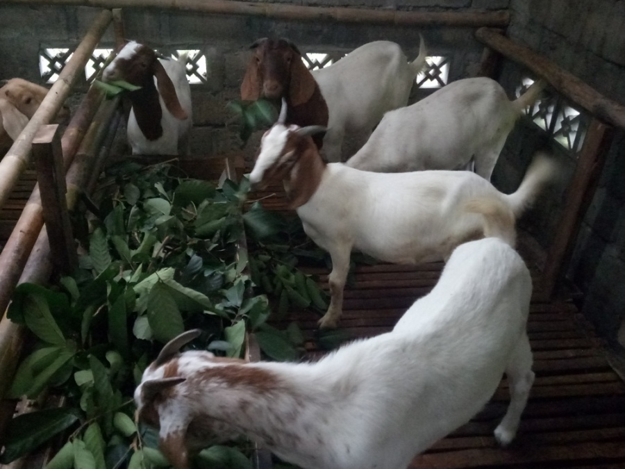 Tips Budidaya Kambing Boer / Kambing Pedaging Unggulan