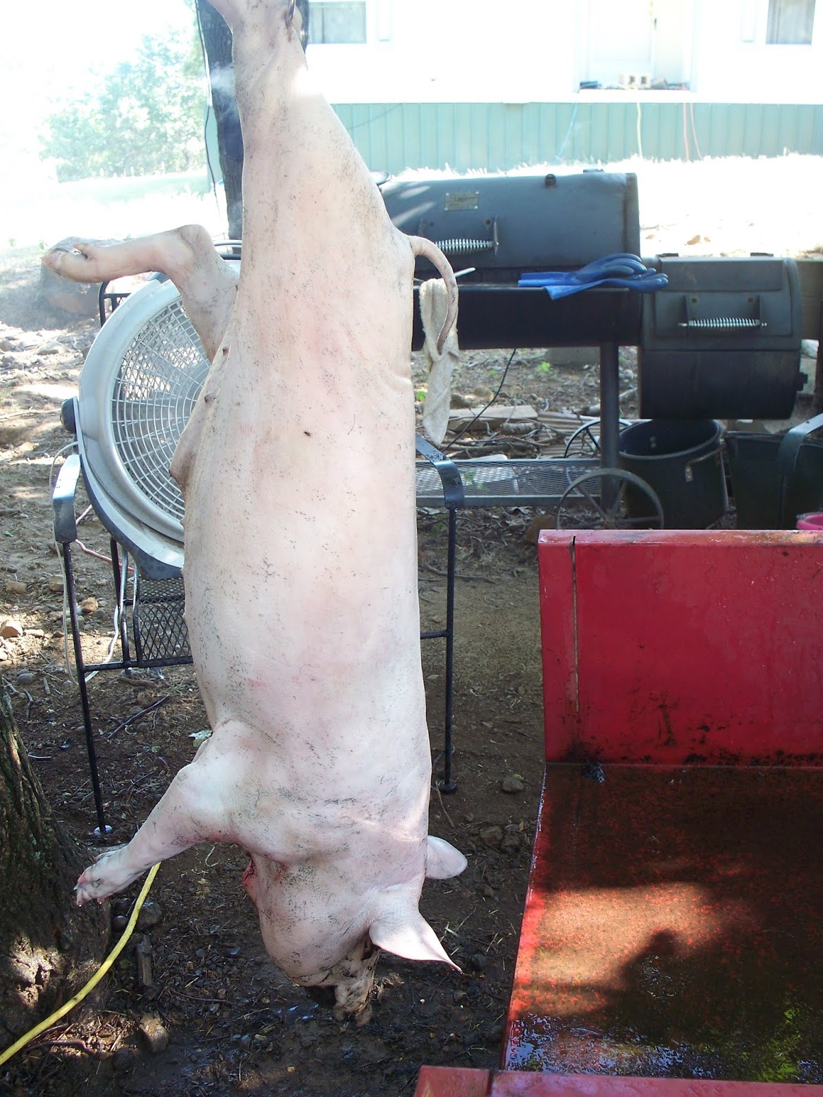 Diane's Dynamics: The Shoats of Summer