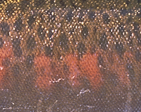 Flyfishing Russia: Differrent Species of Taimen and Lenok