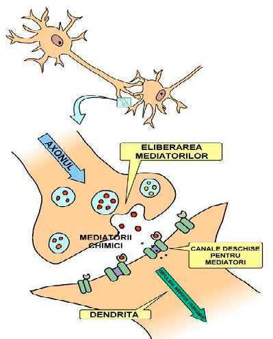 AMG: AMG , ANATOMIE ANUL I REZUMAT , 5 Țesutul nervos