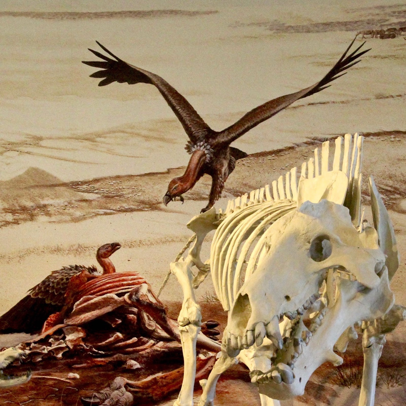 In the Company of Plants and Rocks: “so many fossils that people cry”