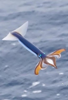 Mostly Open Ocean: Flying squid really fly