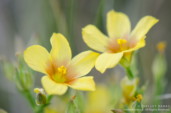 Prairie Wildflowers: Yellow Flax in the Dry Southern Prairies