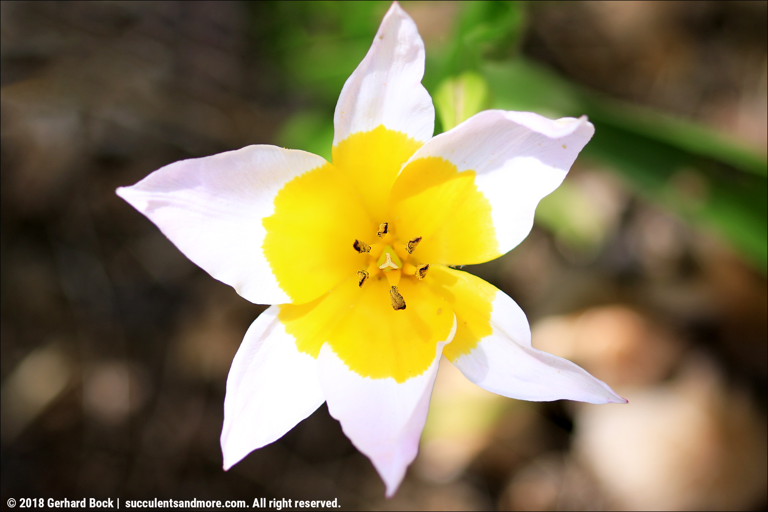 Photographic proof: the garden does just fine on its own