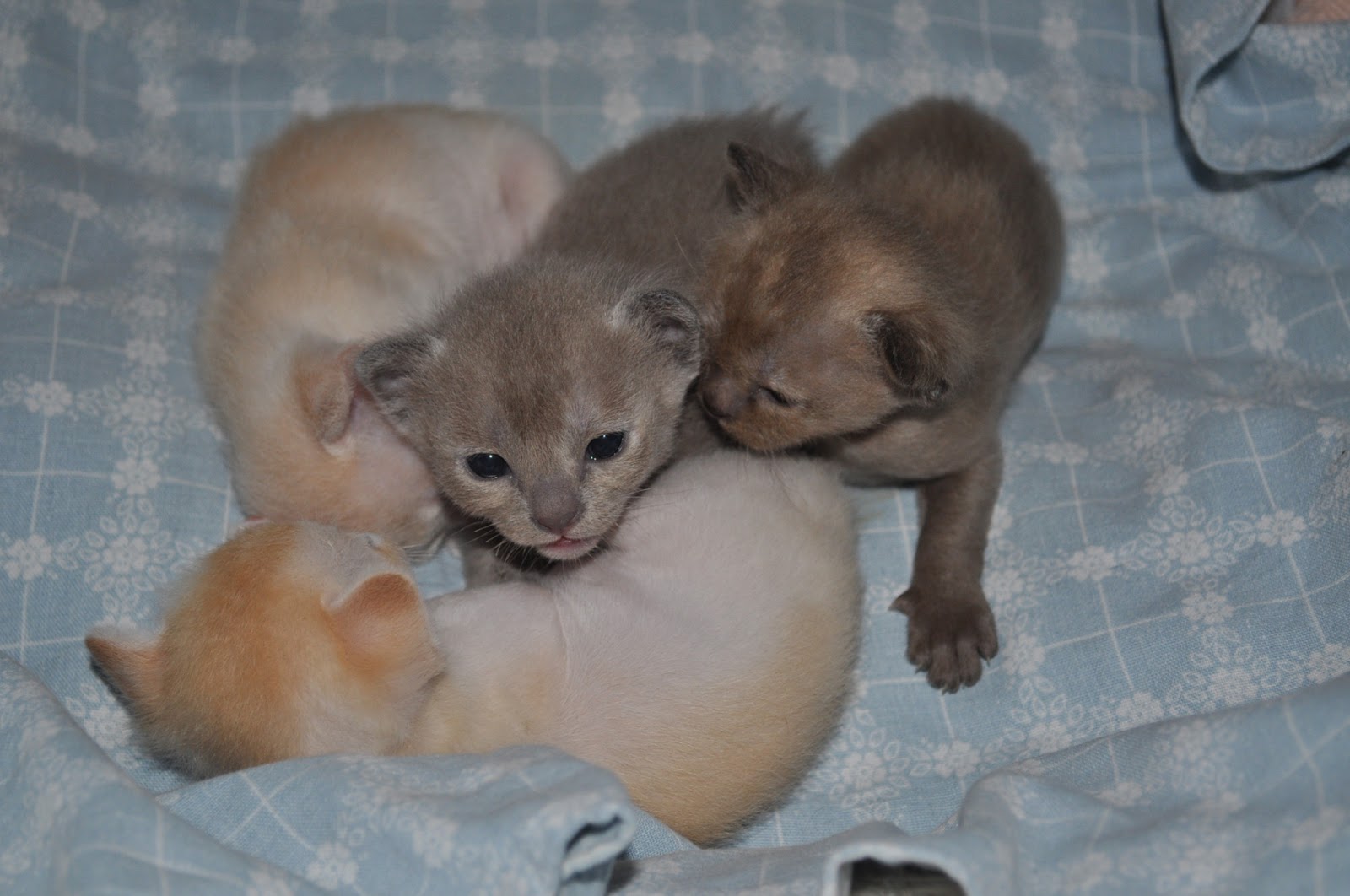 FI*Birginella's: Pennut