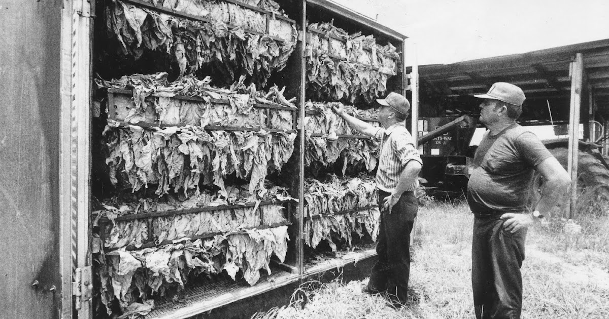 IMAGES OF OUR PAST - TOBACCO CURING BARN, LAURENS COUNTY, GEORGIA, 1980S