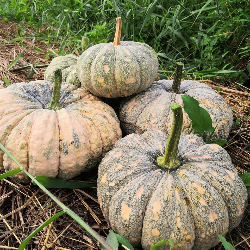 GK ORGANIC FARM with Tai's Choice ...as nature intended: Fresh Produces