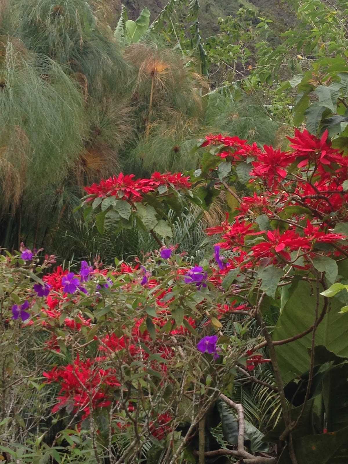 Stock Family Trip : Day trip to Rio Negro