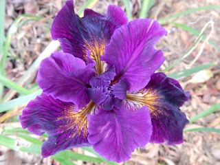 World of Irises: August 2015