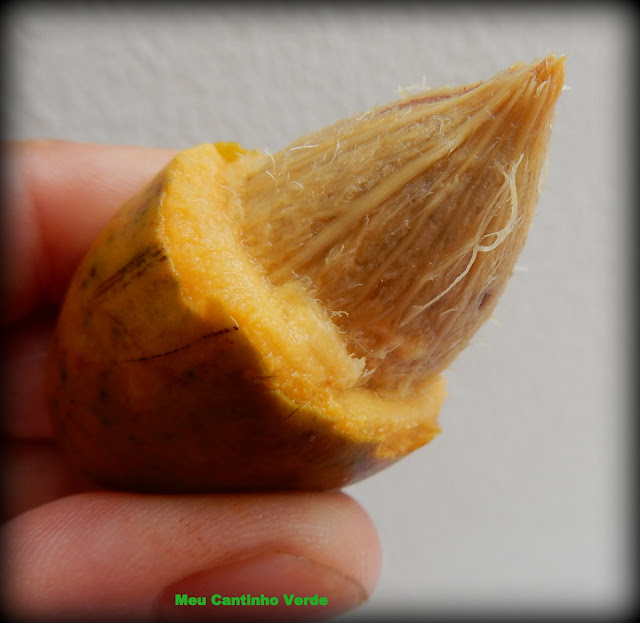 Meu Cantinho Verde: OITI - (Licania tomentosa)