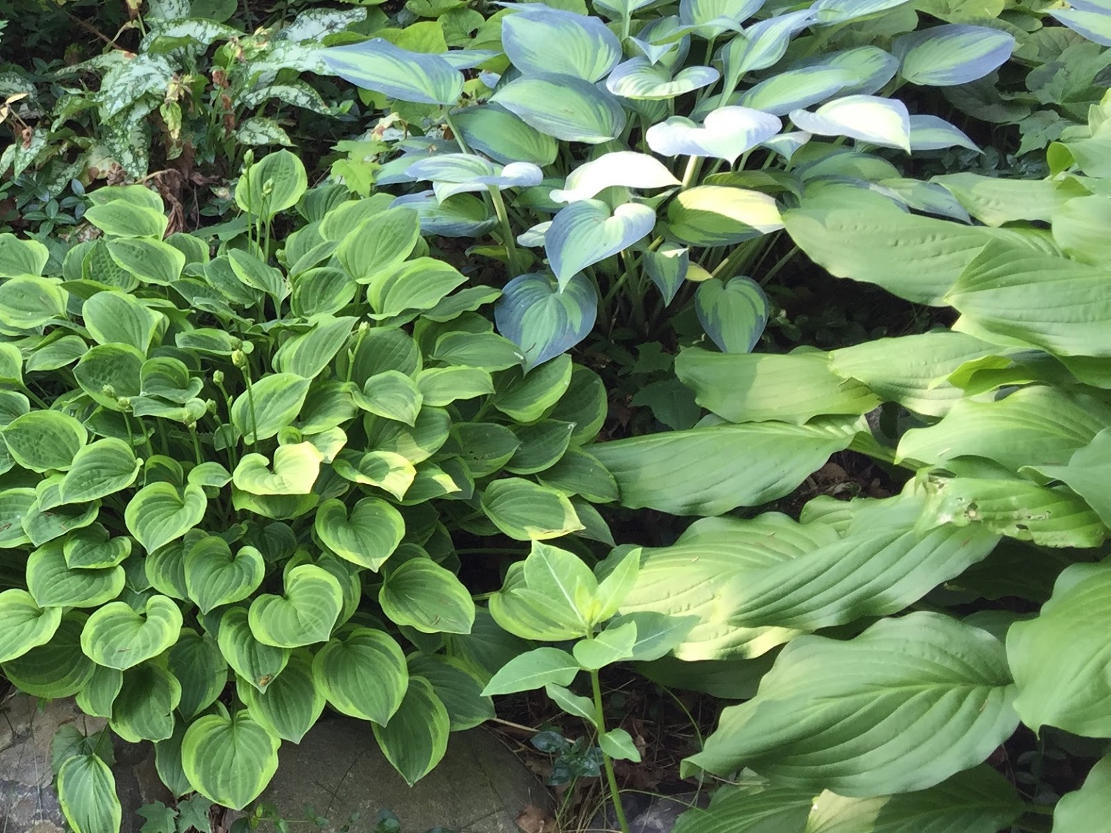 Chuck Does Art: Identifying bulbs growing in early spring by shoots