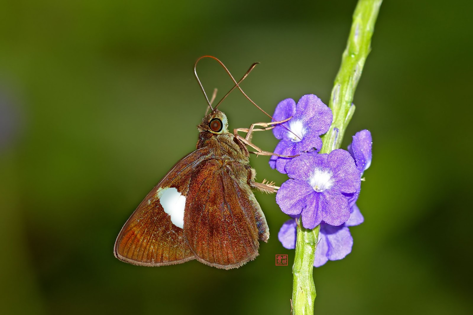 Butterflies of Singapore: Butterfly of the Month - February 2020