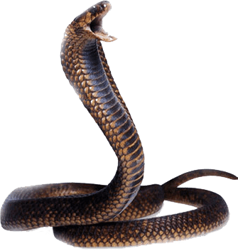 COSAS PARA PhotoScape: IMÁGENES PARA PHOTOSCAPE, PHOTOSHOP Y GIMP DE ...