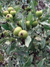 Всё о бегониях и не только...: Груша грузинская (Pyrus georgica, =Pyrus ...