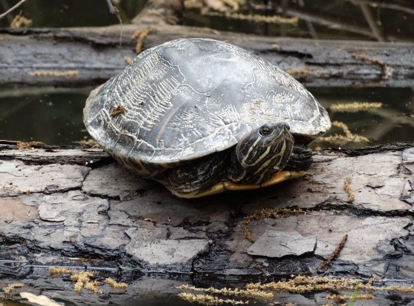 Houston in Pics: Turtle spotting at the Arboretum