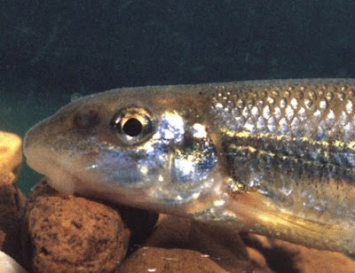 Virginia Tech Ichthyology Class : Kanawha Minnow, a rare endemic minnow ...