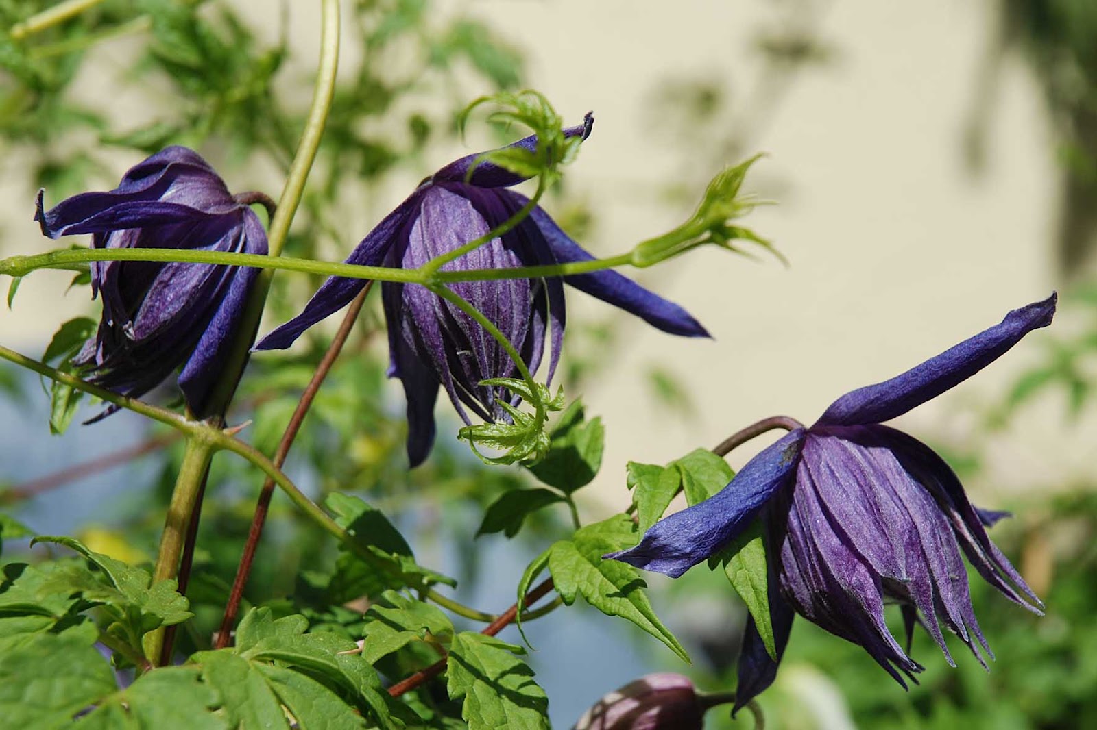 Bara's Blog: Entdeckungen beim Staudengärtner