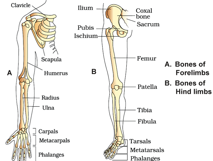 Locomotion and Movement - Notes | Class 11 | Part 3: Human Skeletal System