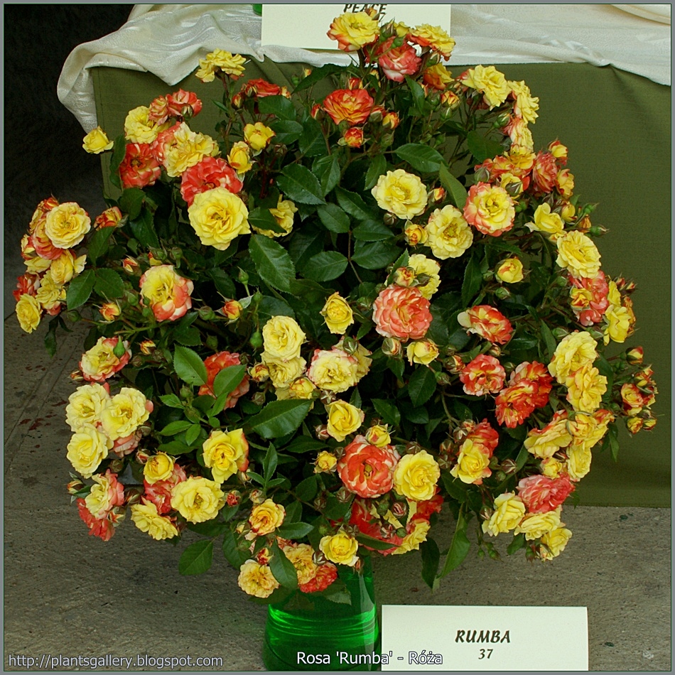 Plant Gallery - Encyklopedia Roślin: Rosa 'Rumba' - Róża 'Rumba'