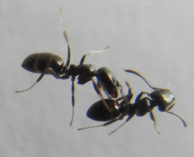 - Ants of Southern Africa -: Ant Catalogue: Southern Africa
