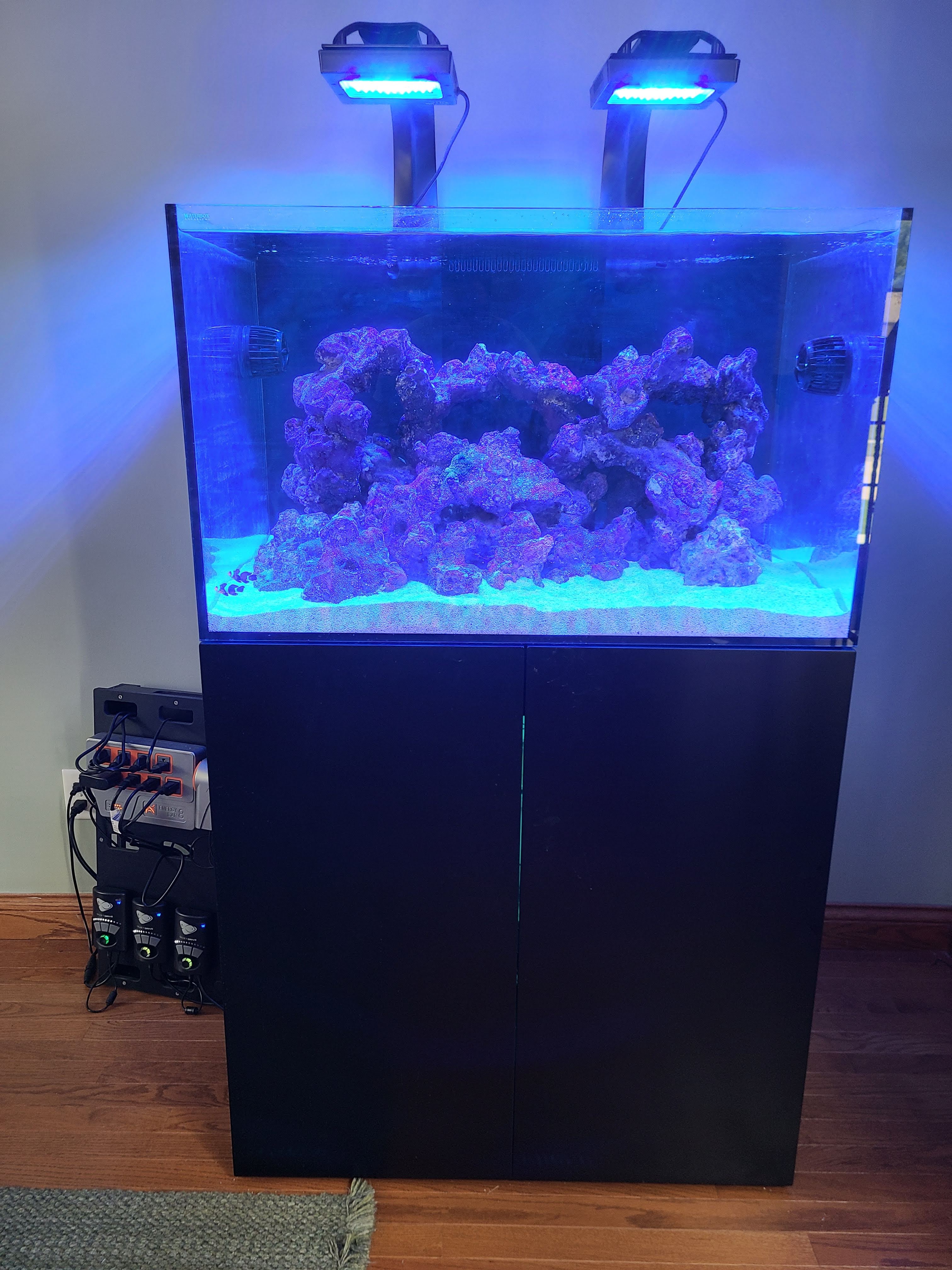A Transgenic World: Saltwater Reef Aquarium Build - Waterbox 100.3