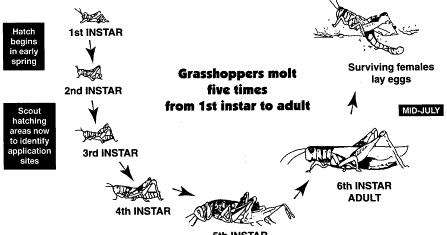 Life Cycle Of A Grasshopper