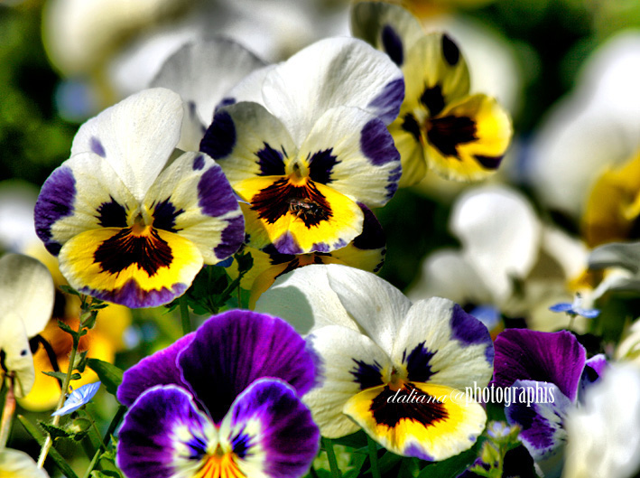 Photographis: Floriile - PALM SUNDAY