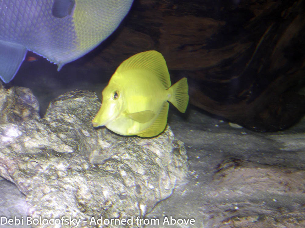 Adorned From Above: Denver Aquarium - Photography Series