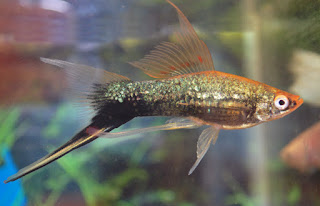 Types of Swordtail Fish Feed for Health and Colors - fish-hobbyist