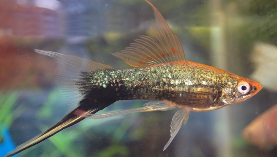 Types of Swordtail Fish Feed for Health and Colors - fish-hobbyist