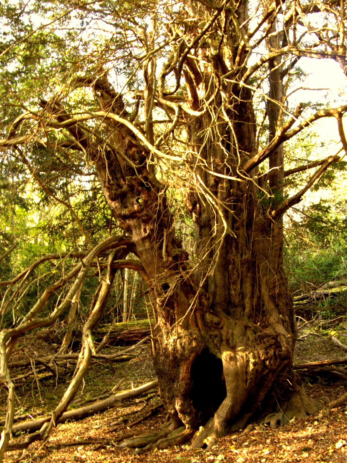 Peter Lovett's ramblings : Ancient Yew trees in the Druids Grove ...
