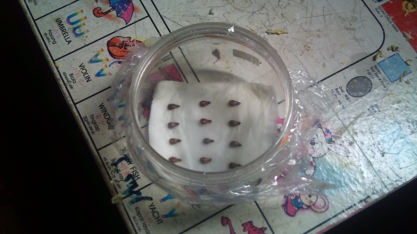 Kunak Mini Vineyard & Nursery: SEMAIAN BIJI BENIH ANGGUR CARDINAL