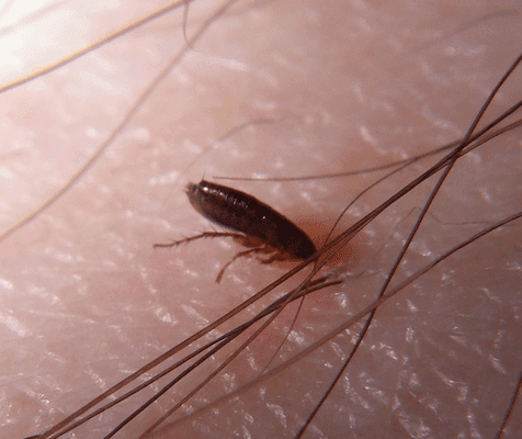 come liberarsi delle pulci del cane