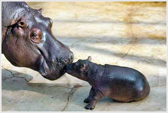 lucy pinder pose: Baby Hippo Born in Berlin Zoo Nice Photos