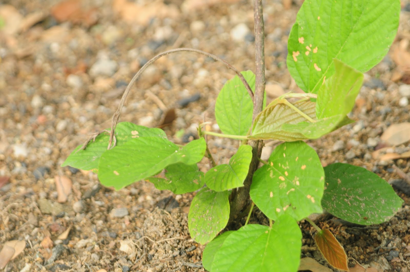 Herba: Pokok Seringan/ Meringan