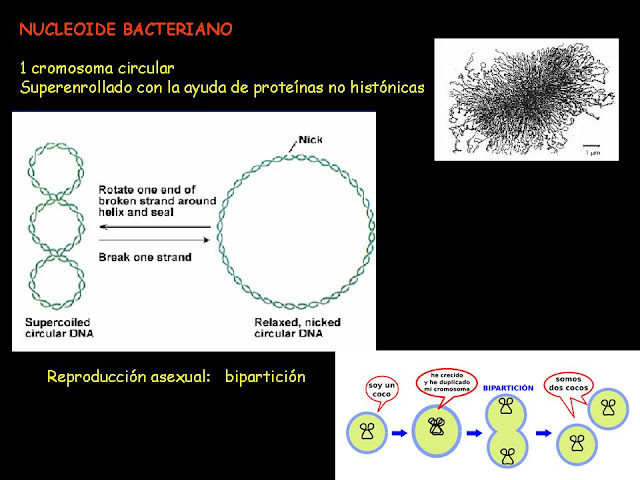 ...y la vida evolucionó: BACTERIAS -8/17- Nucleoide, división