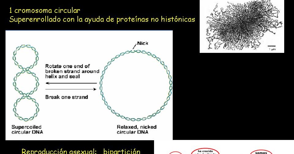 ...y la vida evolucionó: BACTERIAS -8/17- Nucleoide, división