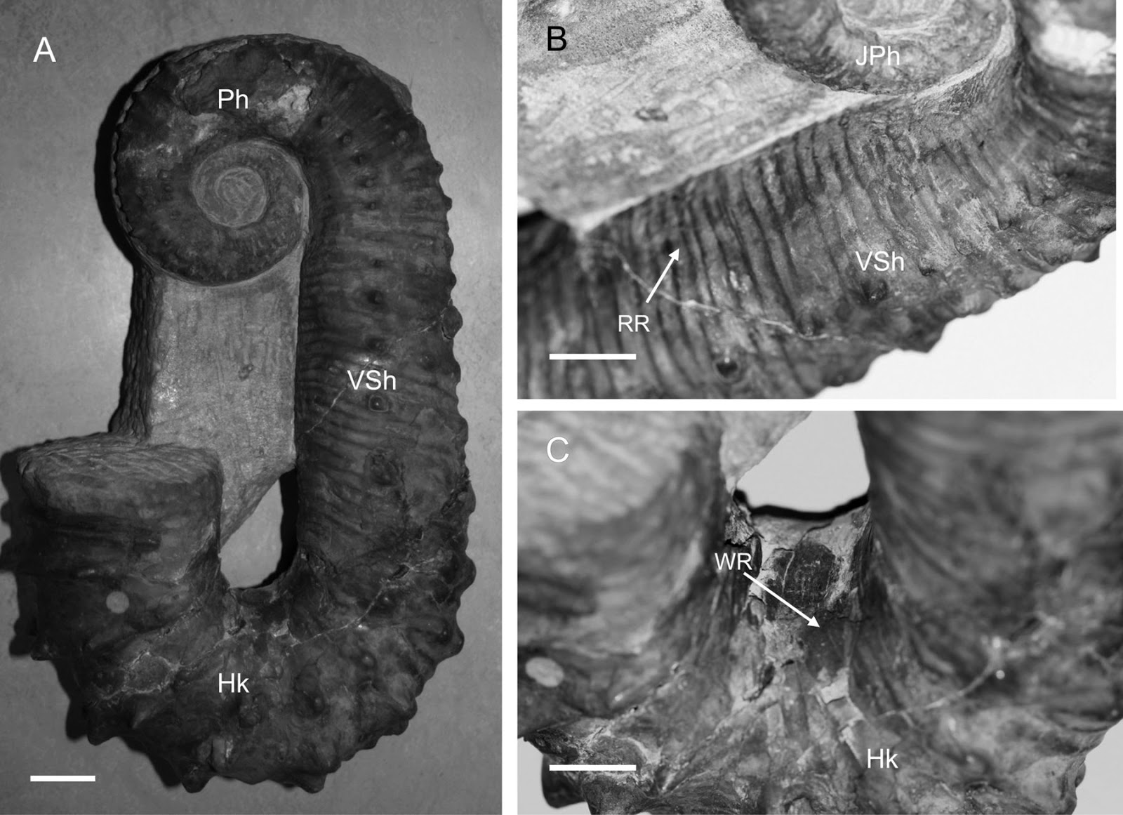 FOSSIL HUNTRESS: HETEROMORPH AMMONITES