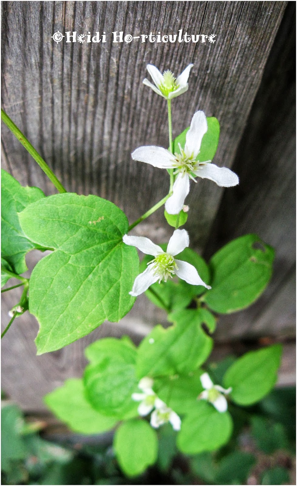 Heidi Horticulture: Plant Profile: Clematis - For Shade: Clematis ...