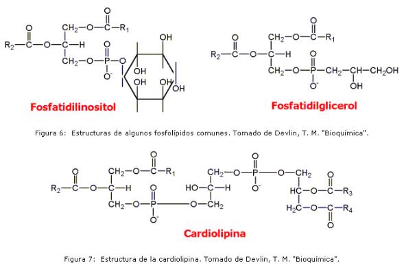 Fosfolípidos II