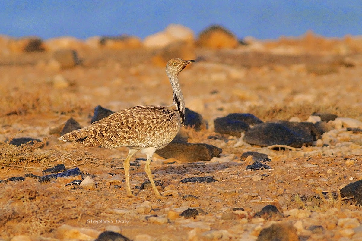 Houbara Bustards | Focusing on Wildlife