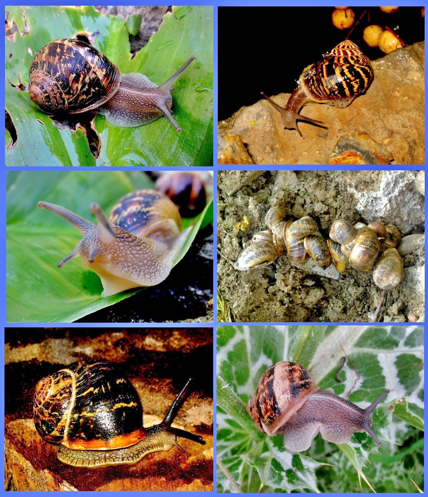 Biodiversity of Cyprus by NGO Protection of the Natural Heritage and the Biodiversity of Cyprus ...