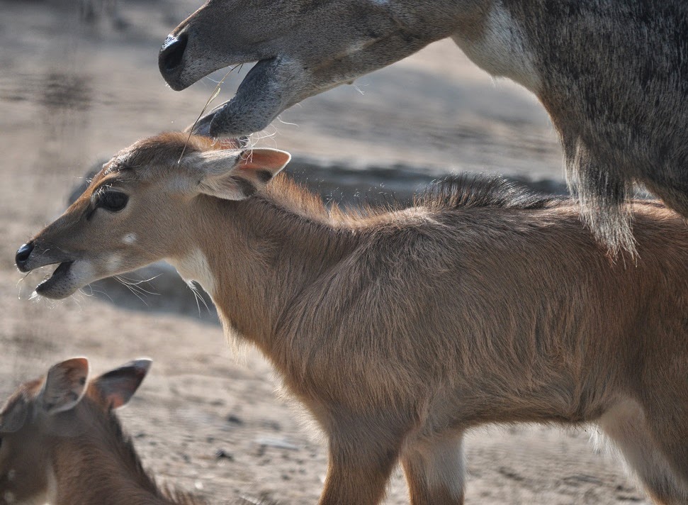 ZOOTOGRAFIANDO (6.100 ANIMALS): NILGO, NILGHAI O TORO AZUL / NILGAI ...