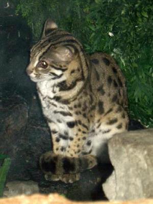 9 Species Type Cat Indonesia - Animals Zone