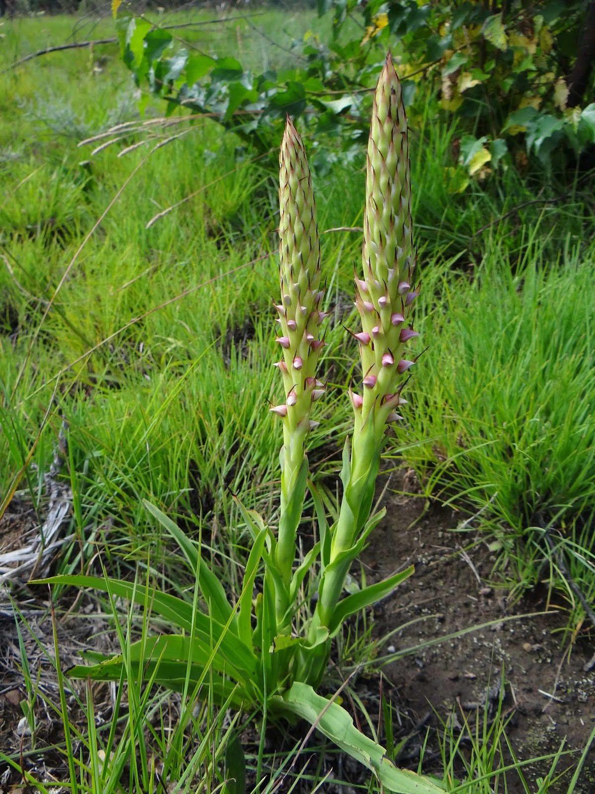 Caerulean Skies: August 2013