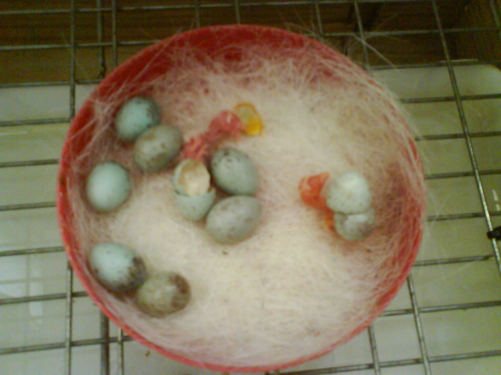 Canaricultura Marchena: Nacimiento de pichones en la incubadora.